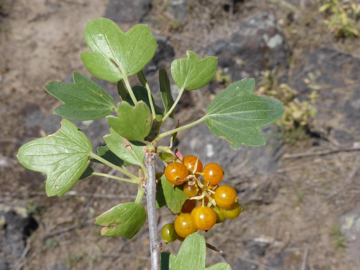Golden Currant – Mountain Time Farm