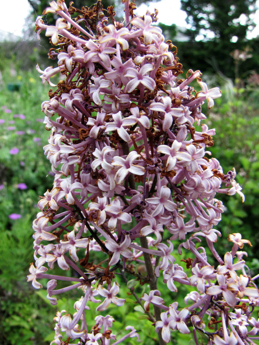 Littleleaf Lilac (Syringa microphylla) – Mountain Time Farm